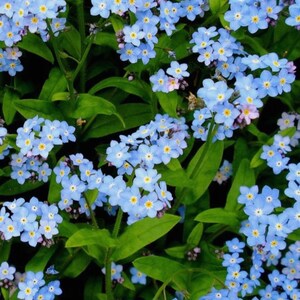 Forget Me Not Indigo Blue Seeds Heirloom USA NJ Grower See My Store for ...