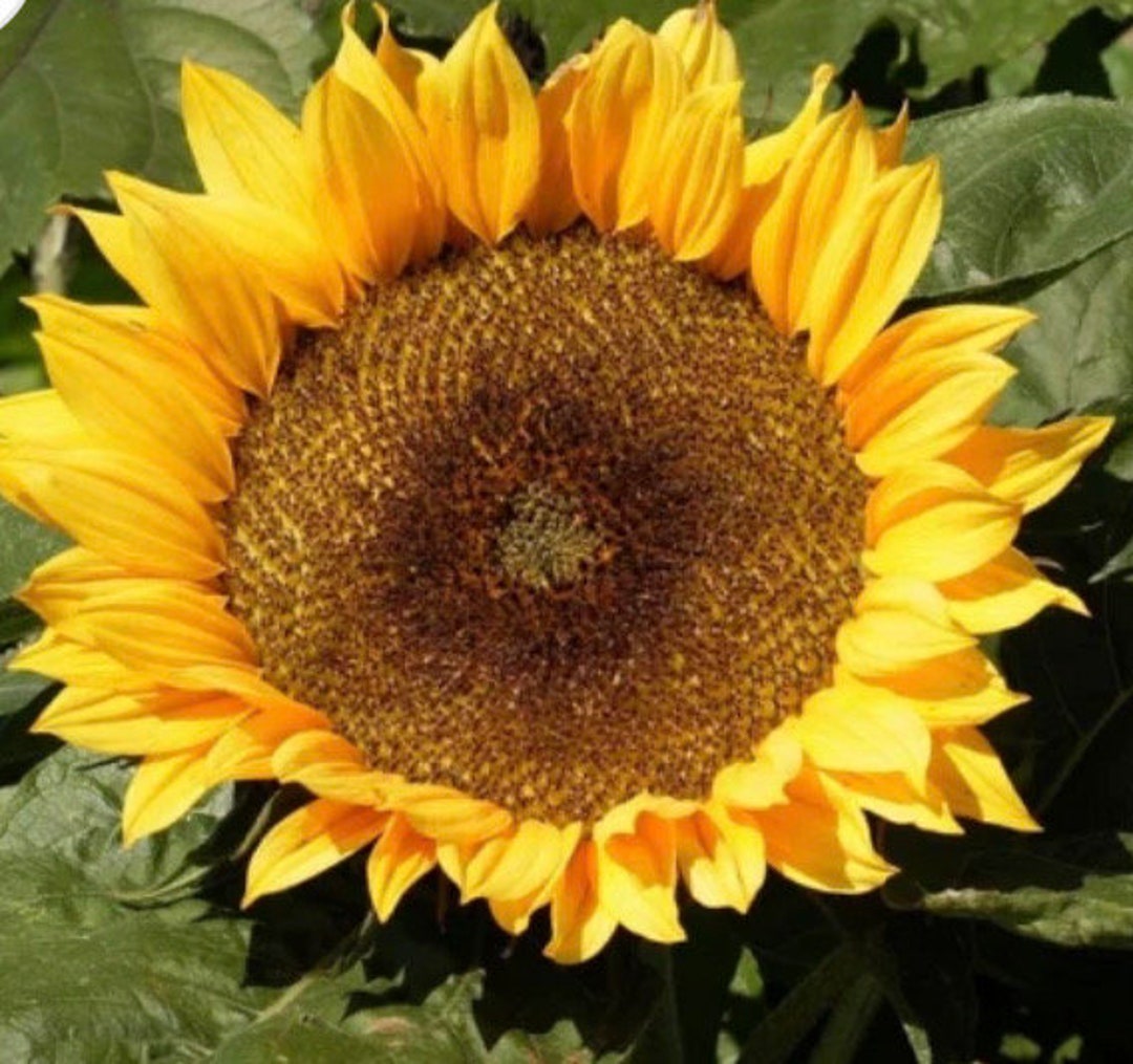 Sunflower Sunspot Dwarf Sunflower Seeds USA Heirloom NJ Grower See My ...