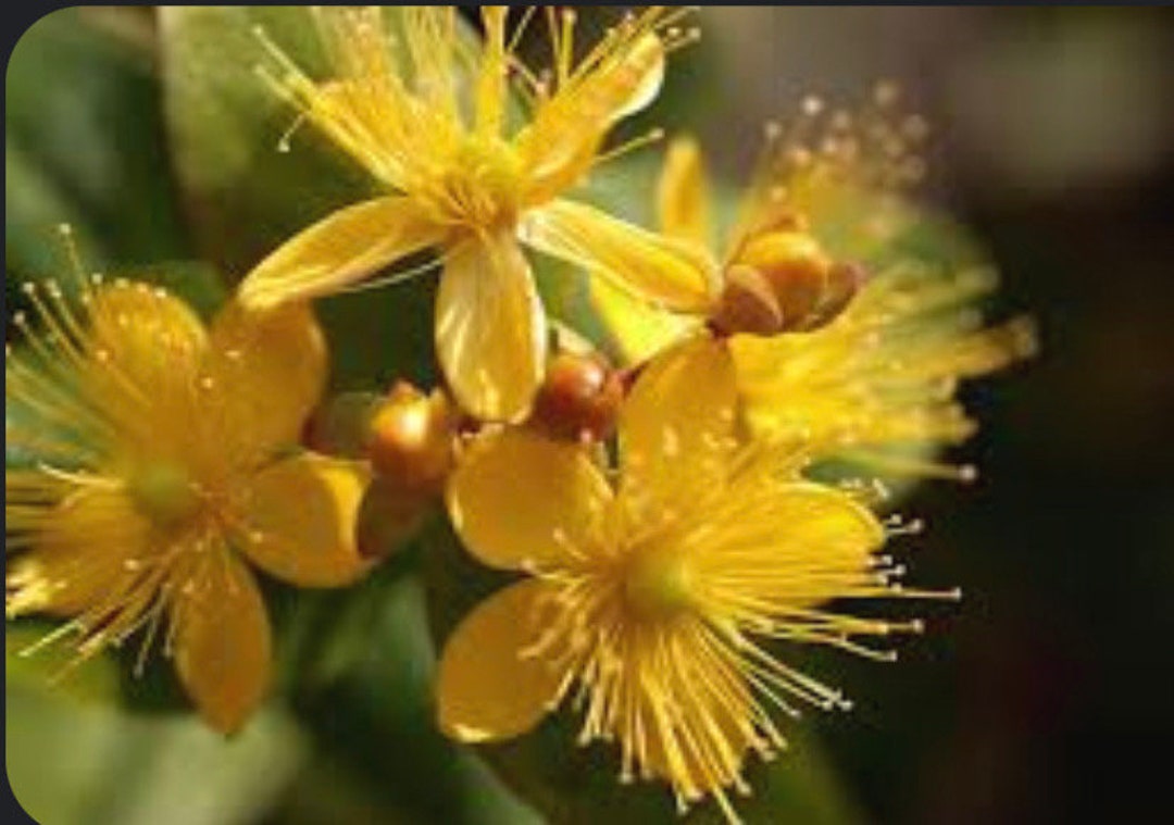 St John’s Wort Seeds Hypericum Perforatum Medicinal Heirloom USA NJ ...