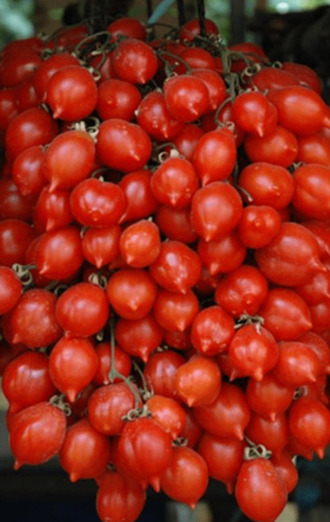 Pianollo Del Vesuvio Tomato Seeds USA NJ Grower Heirloom Organic NJ ...