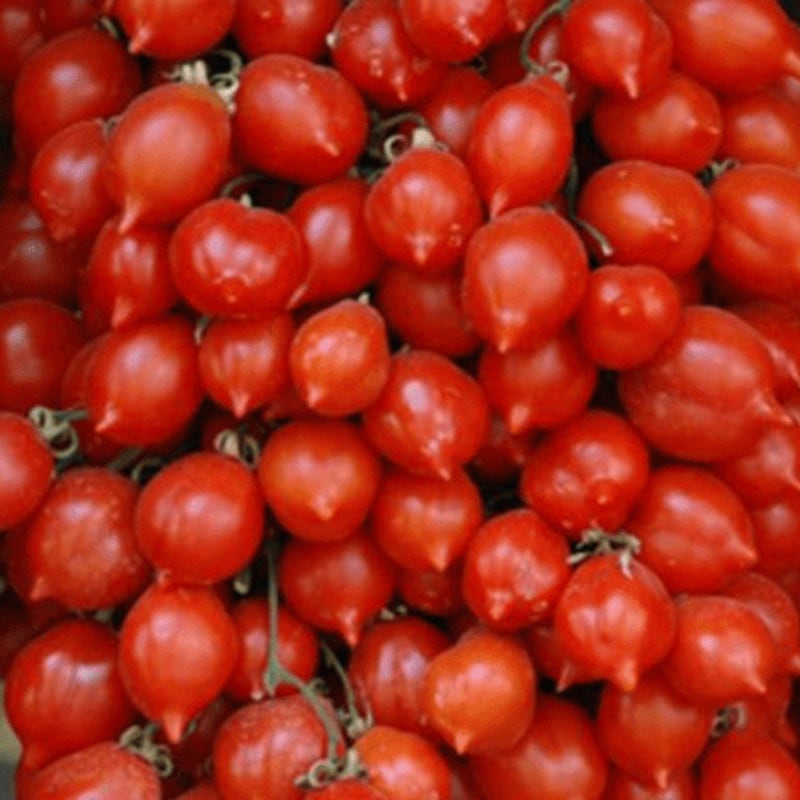 Rare Vegetable Seeds - Etsy