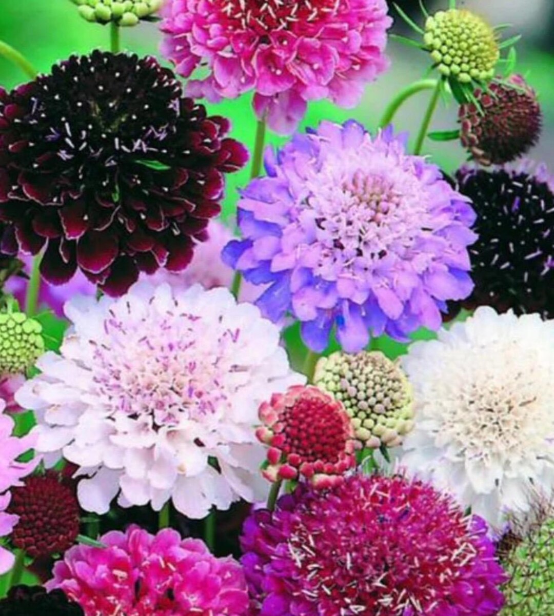 Scabiosa Imperial Mix Pincushion Flower Seeds Heirloom Organic USA NJ ...