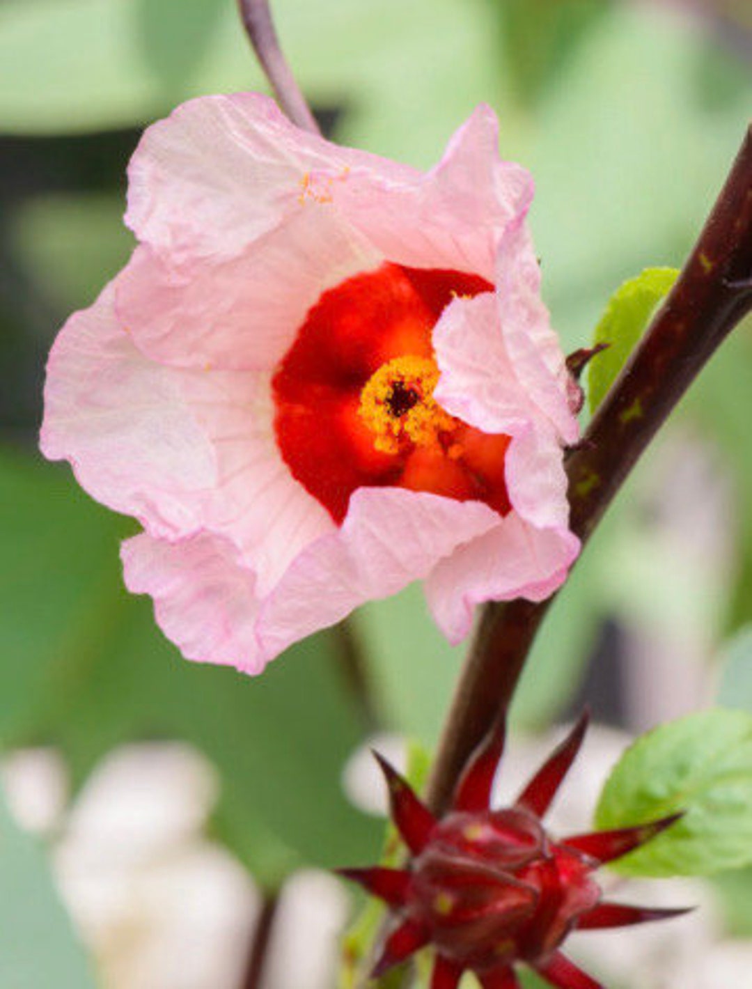 Rosella Asian Sour Leaf Hibiscus Flower Seeds Heirloom USA NJ USA Check ...