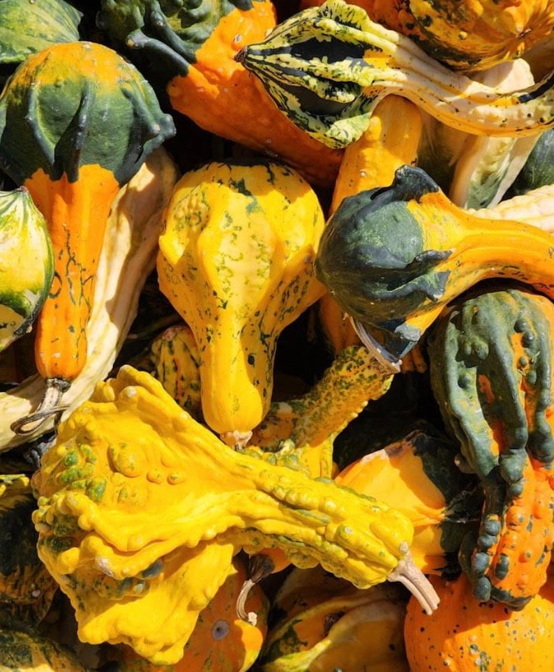 Gourd Autum Wings Gourd Seeds NJ USA Heirloom Organic See My Store for ...