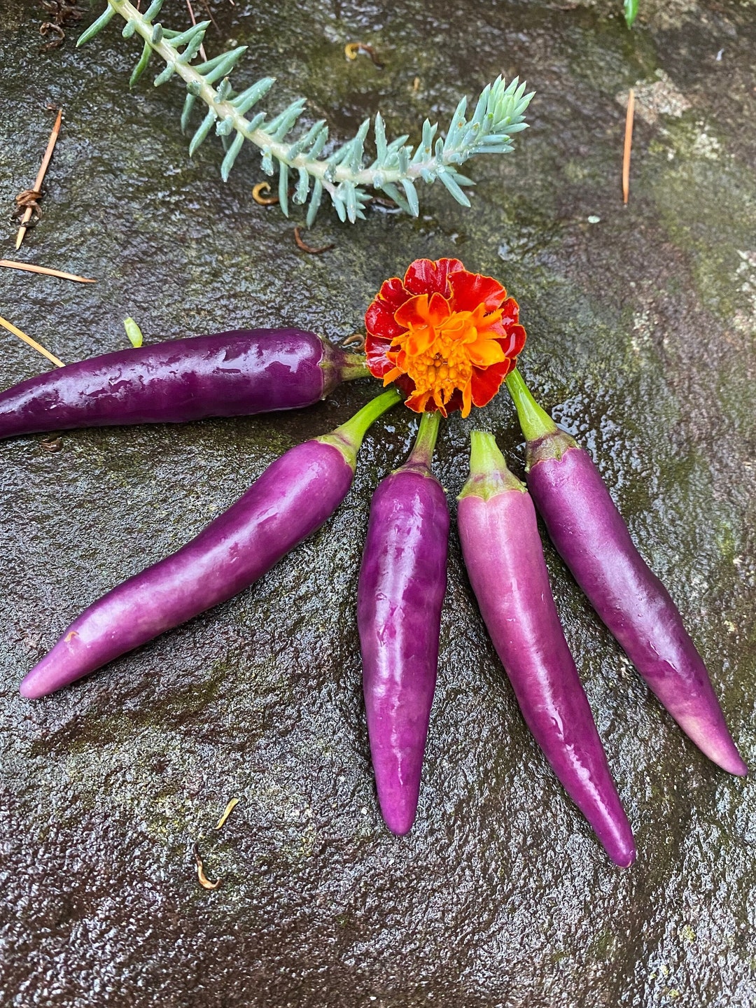 Cayenne Purple Pepper Seeds Heirloom NJ Organic Free Shipping - Etsy