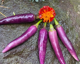 Purple Cayenne Pepper Seeds | Hot | Organic - Etsy