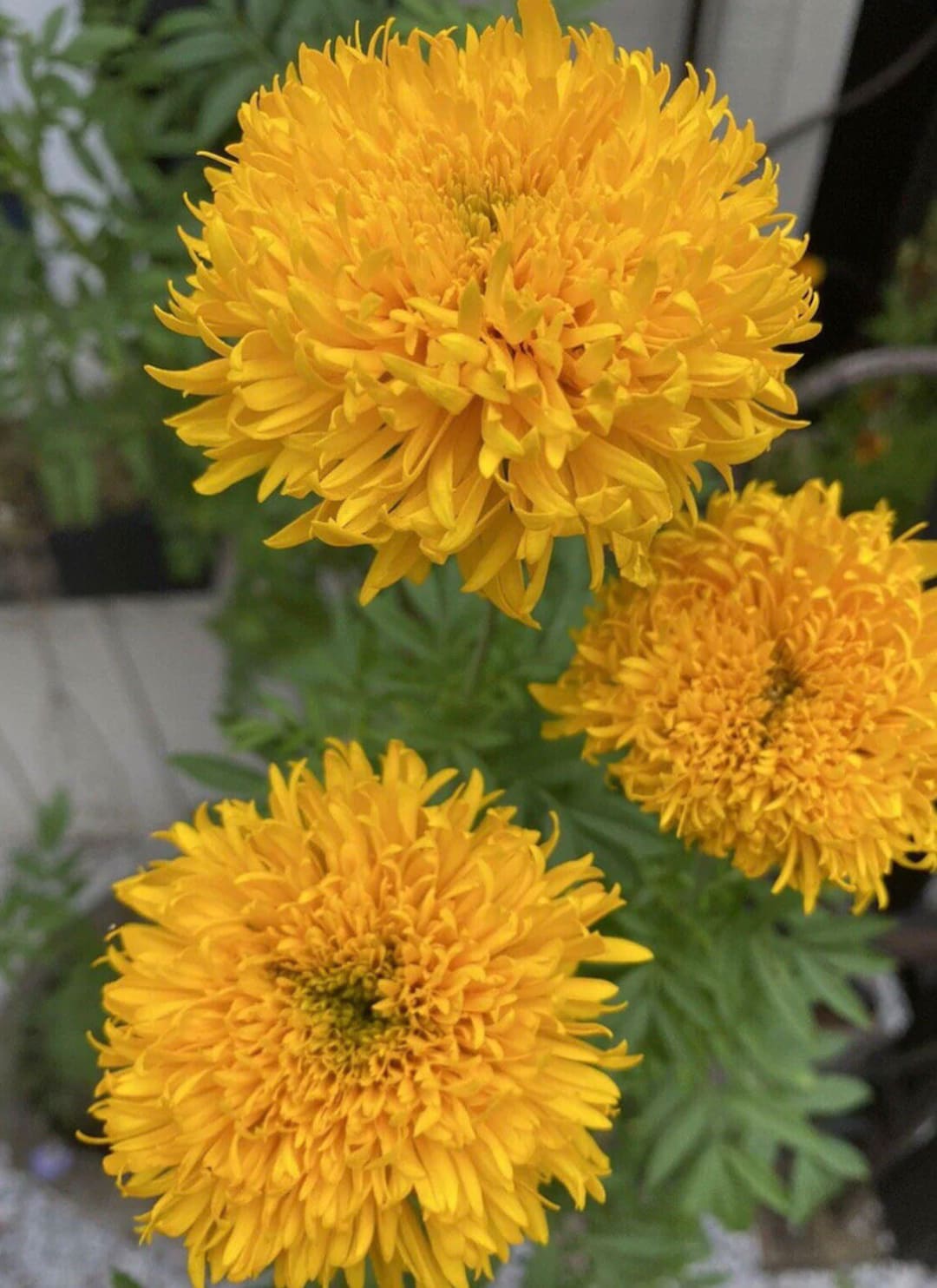 Marigold Mission Marigold Flower Seeds Heirloom NJ USA Grower See My ...