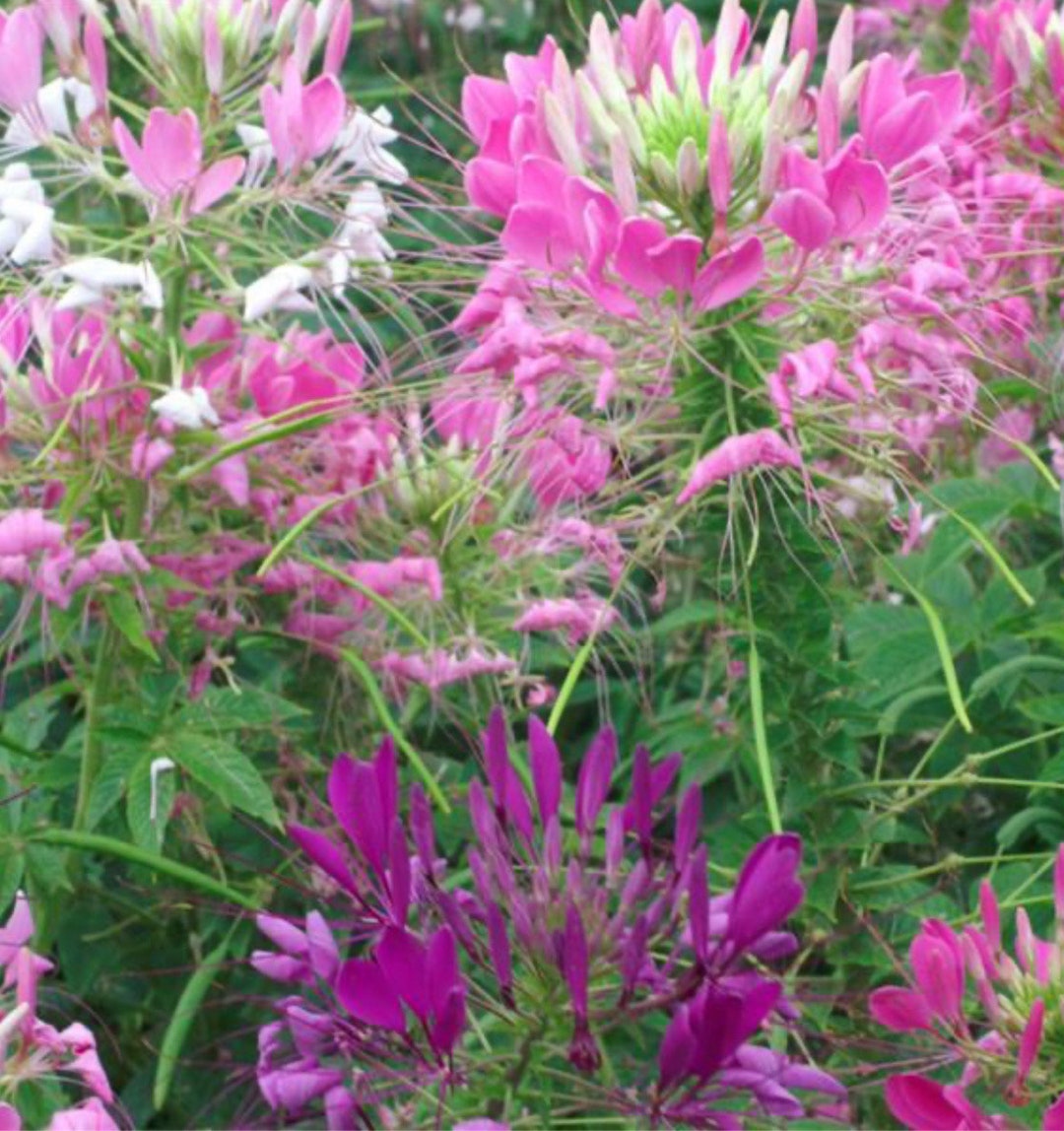 Spider Queen Mix Cleome Flower Seeds Heirloom NJ Seller Free Shipping ...