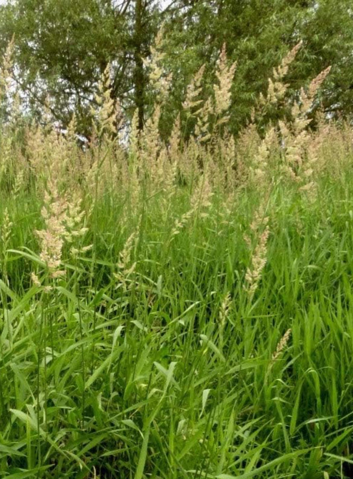Canary Grass Seeds USA Phalaris Canariensis Free Shipping See My Store ...