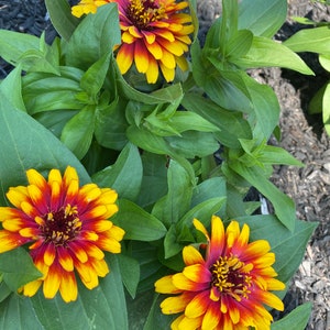 Zinnia Swizzle Mix Zinnia Flower Seeds Heirloom USA NJ Grower See My ...