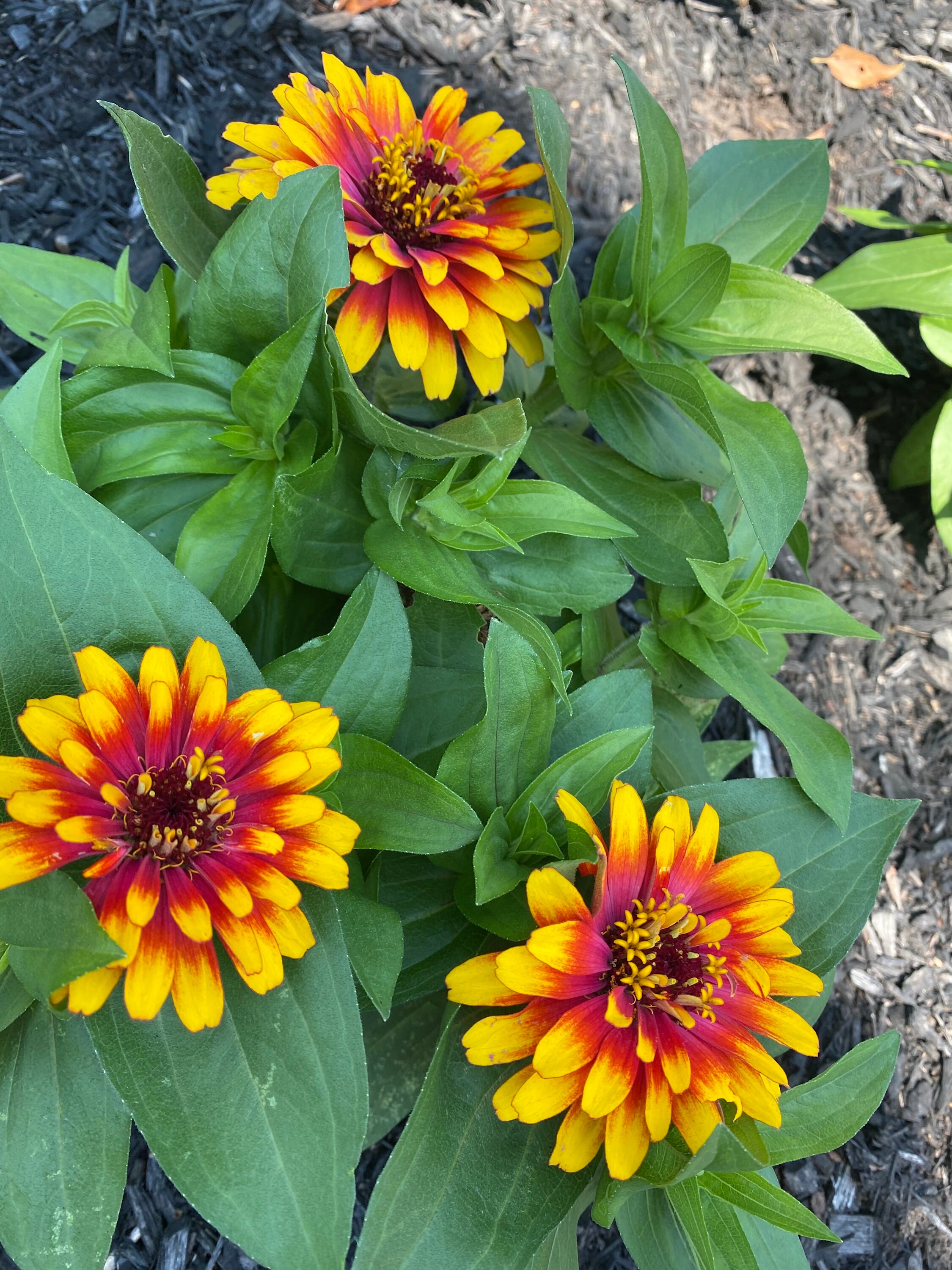 Zinnia Swizzle Mix Zinnia Flower Seeds Heirloom USA NJ Grower See My ...
