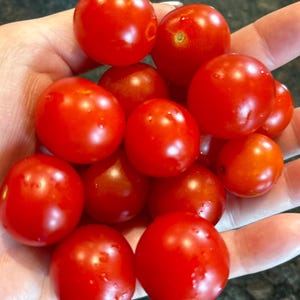 Red Robin Dwarf Tomato Seeds USA NJ Grower Heirloom Organic Free ...