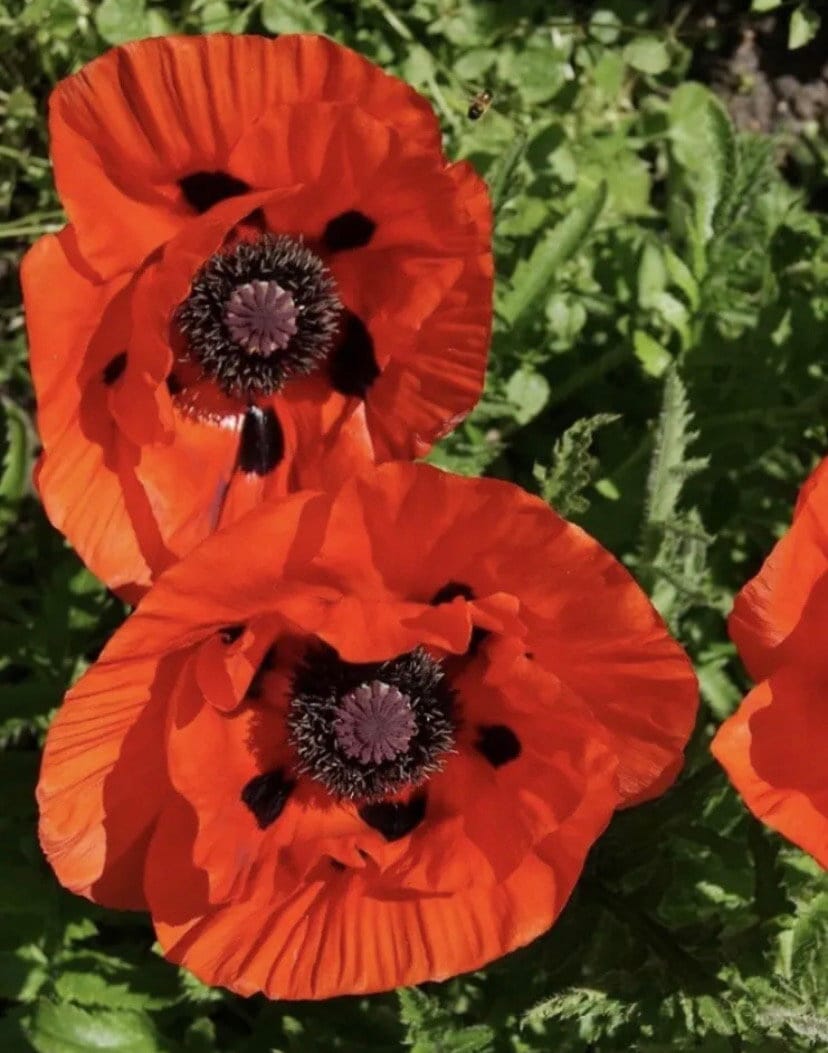 Poppy Oriental Poppy Flower Seeds Heirloom USA NJ Seller Check My Store ...