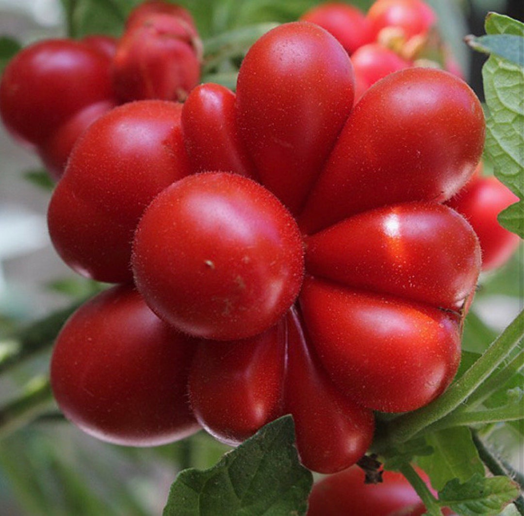 Reise Travler Tomato Seeds USA NJ Grower Heirloom Organic Check My ...