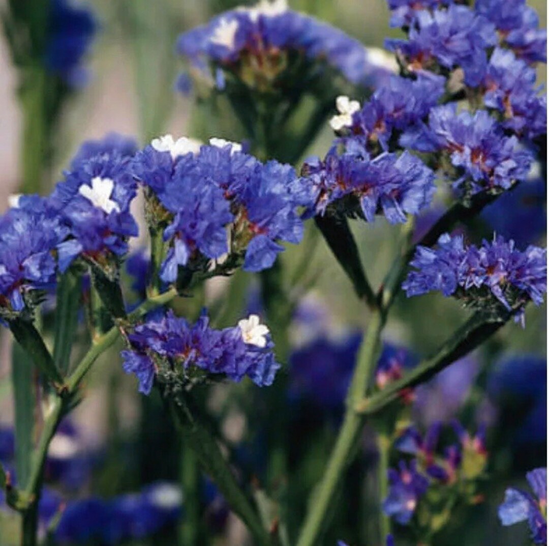 Statice Blue River Flower Seeds Limonium Sinuatum Heirloom USA Corn ...