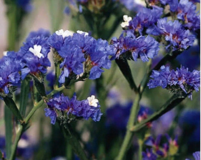 Statice Blue River Flower Seeds Limonium Sinuatum Heirloom USA Corn ...