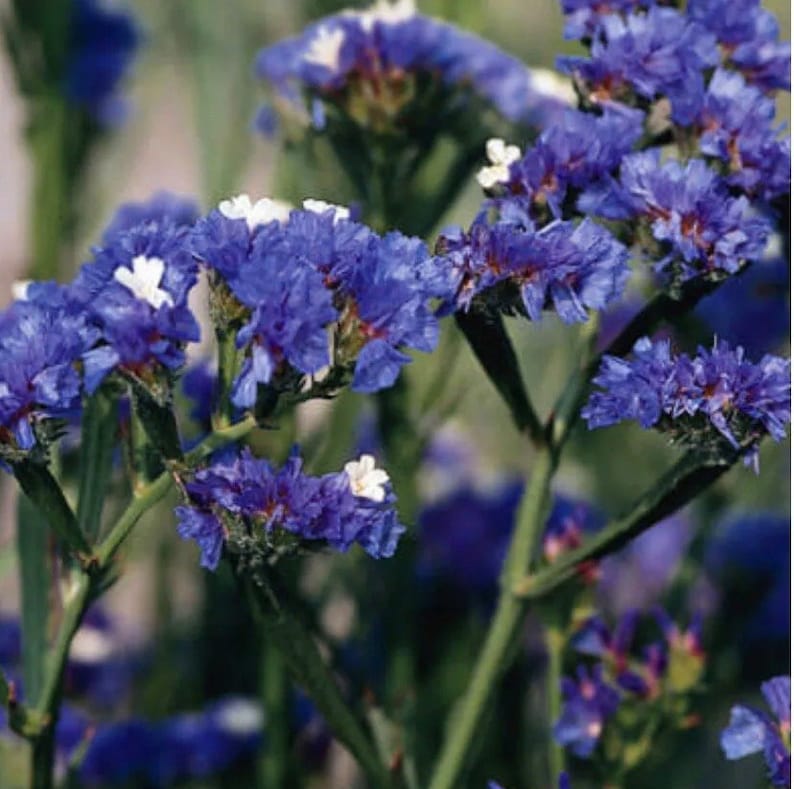 Statice Blue River Flower Seeds Limonium Sinuatum Heirloom USA Check My ...
