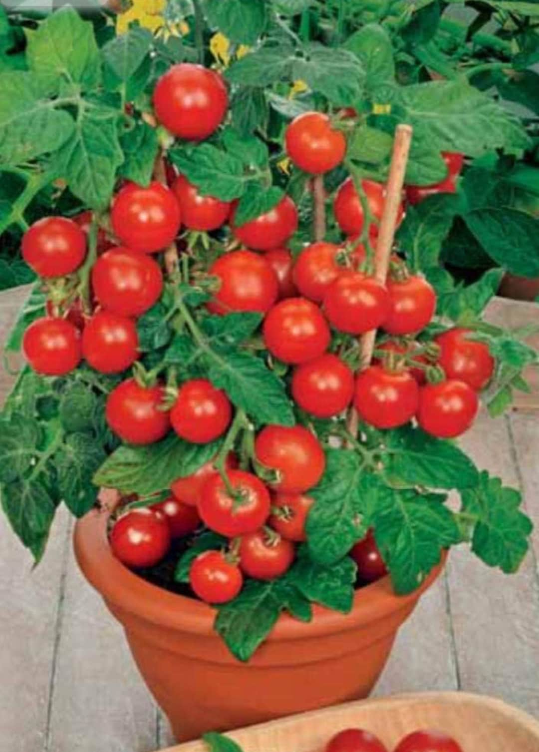 Red Robin Dwarf Tomato Seeds USA NJ Grower Heirloom Organic Free ...