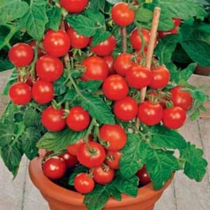 Red Robin Dwarf Tomato Seeds USA NJ Grower Heirloom Organic Free ...
