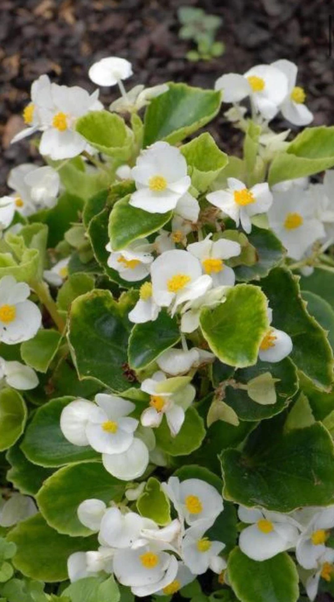Begonia Ambassador White Seeds Heirloom Organic Free Shipping USA NJ ...