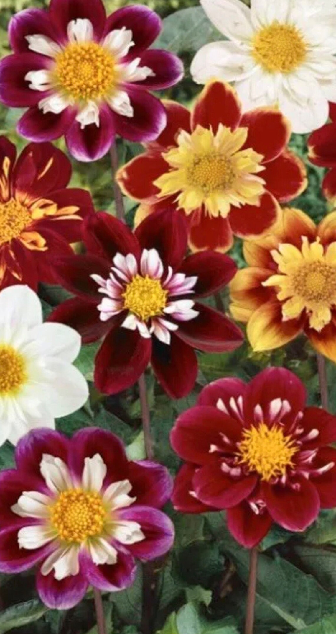 Dahlia Dandy Mix Flower Seeds Heirloom NJ Seller Free Shipping - Etsy
