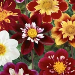 Dahlia Dandy Mix Flower Seeds Heirloom NJ Seller Free Shipping - Etsy
