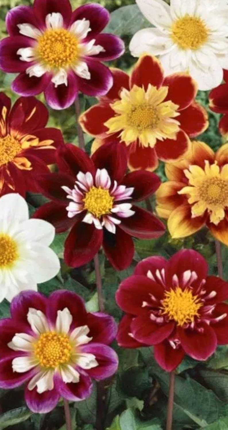 Dahlia Dandy Mix Flower Seeds Heirloom NJ Seller Free Shipping - Etsy