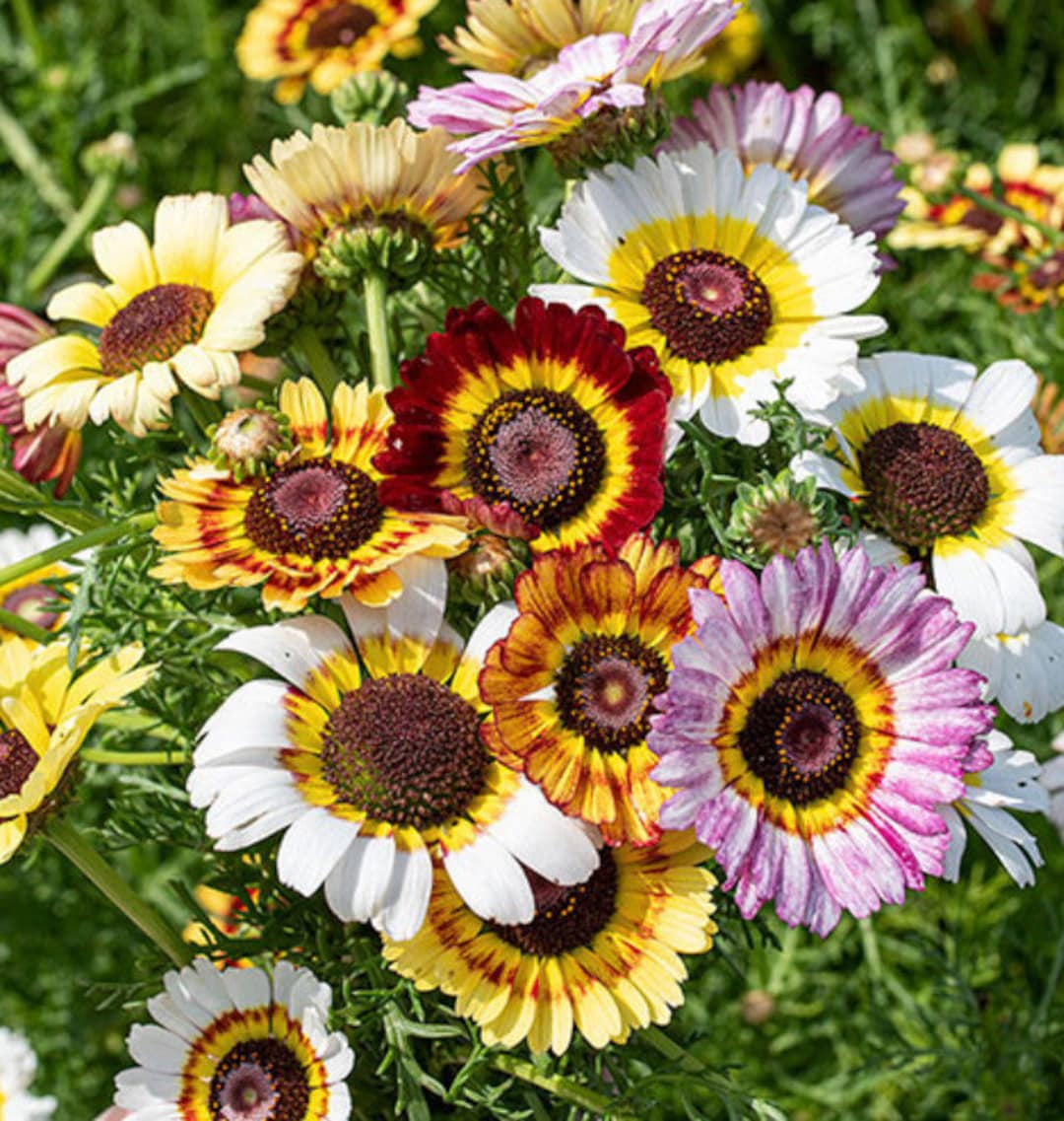 Daisy Painted Daisy Chrysanthemum Rainbow Mix Flower Seeds Annual ...
