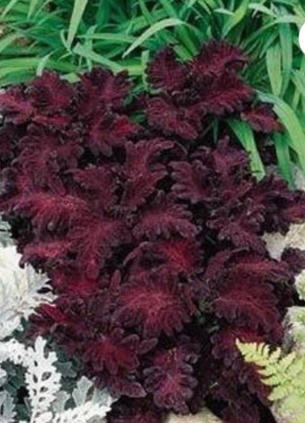 Coleus Black Dragon Flower Seeds Heirloom NJ Grower Free Shipping - Etsy
