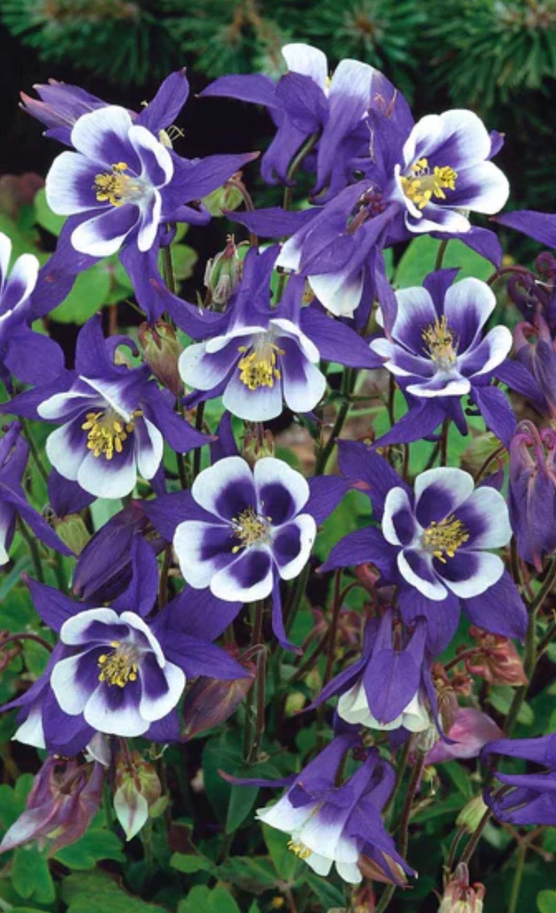 Columbine Blue Rocky Mountain Flower Seeds Heirloom NJ Seller Free ...