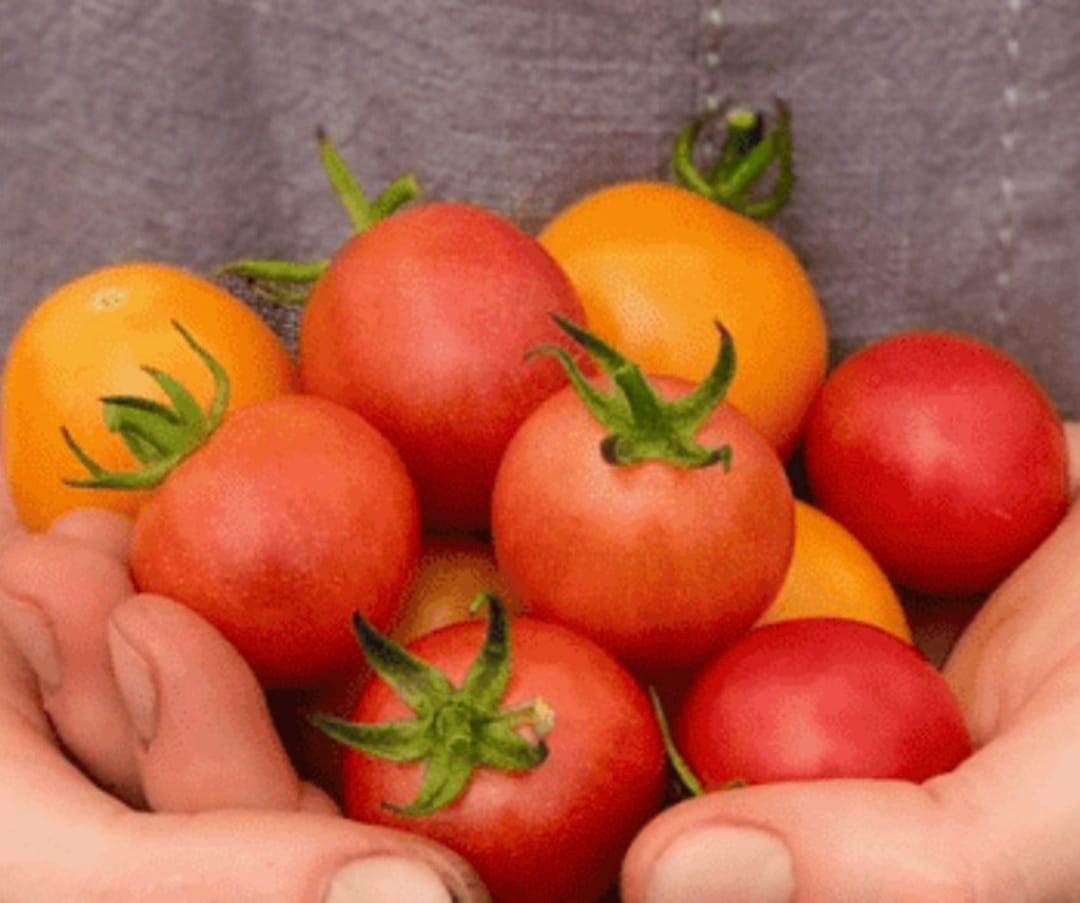 Honey Drop Tomato Seeds USA NJ Grower Heirloom Organic Check My Store ...