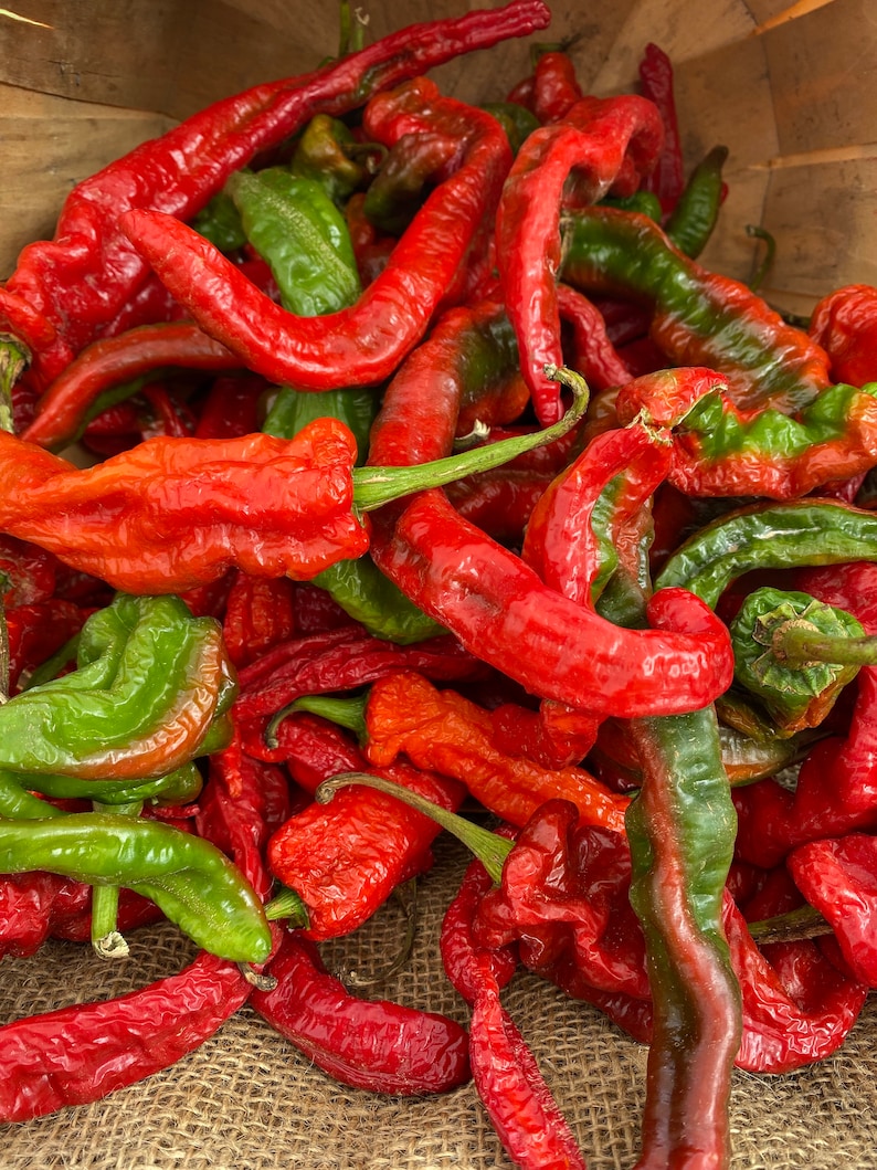 Italian Long Hot Pepper Seeds USA NJ Grower Heirloom Organic NJ Seller ...