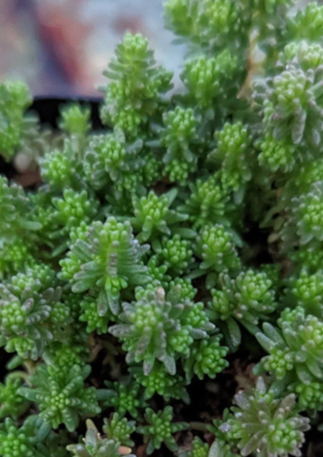 Sedum Album Red Ice Stonecrop Seeds Heirloom USA NJ Grower See My Store ...