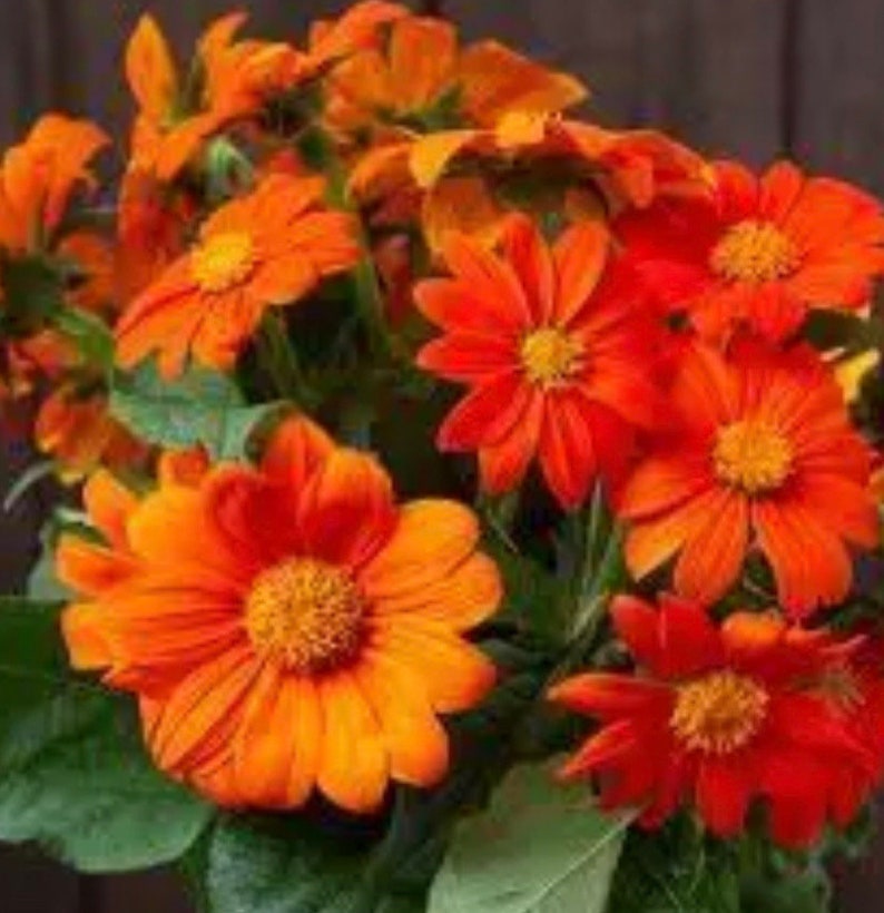 Sunflower Red Mexican Tithonia Sunflower Seeds USA Heirloom NJ Grower ...