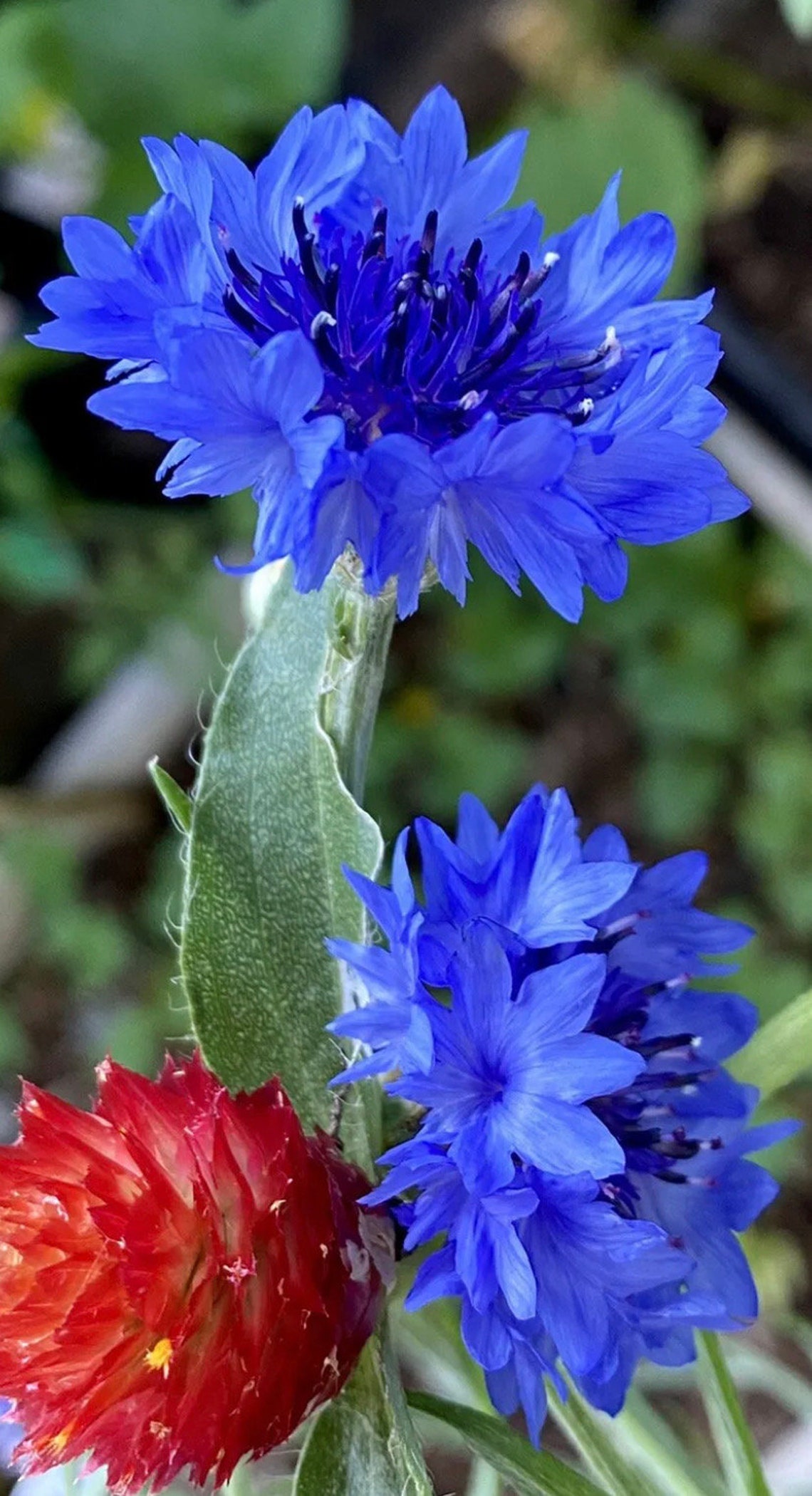 Bachelor Button Blue Boy Cornflower Seeds Heirloom USA NJ - Etsy