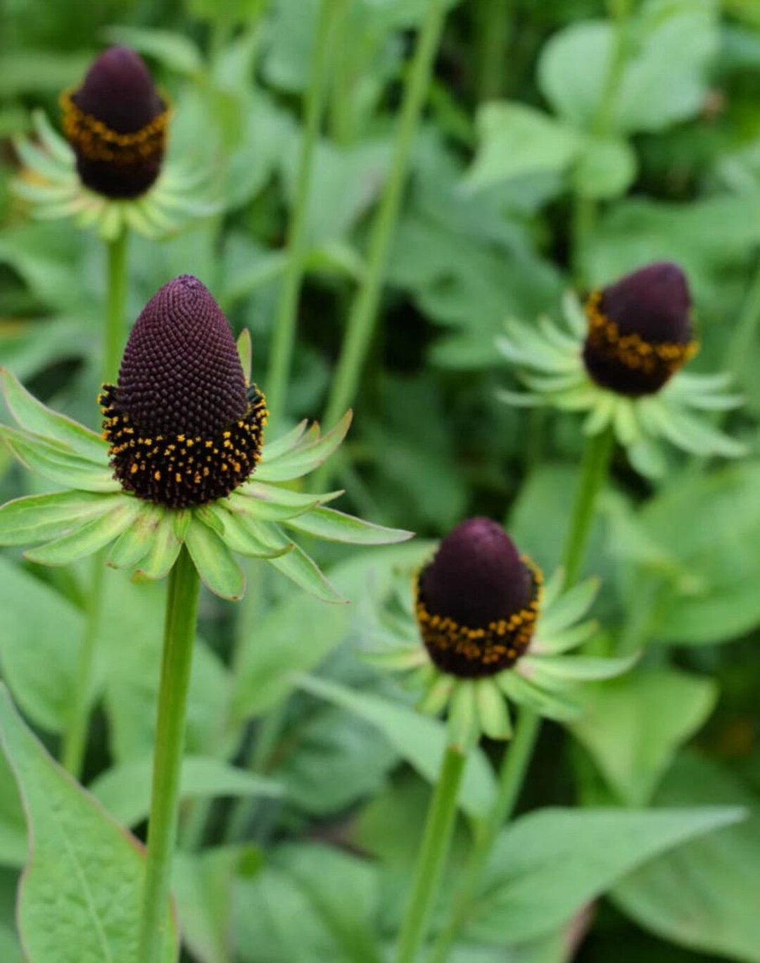 Rudbeckia Green Wizard Flower Seeds Heirloom USA NJ Grower See My Store ...