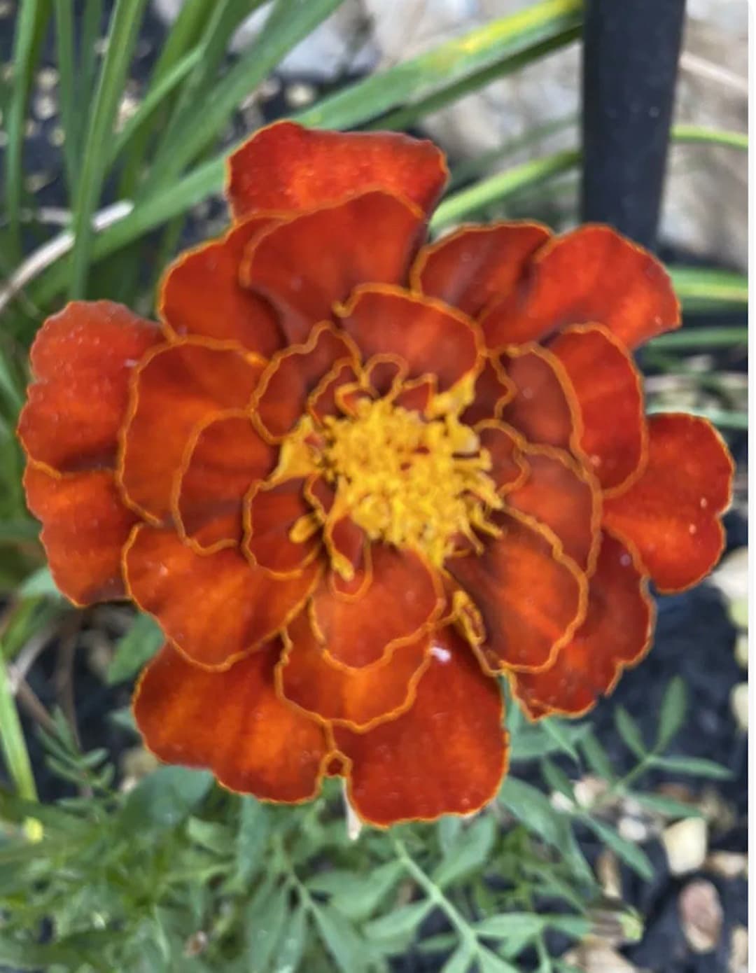 Marigold Safari Red Marigold Marigold USA Flower Seeds Heirloom NJ ...