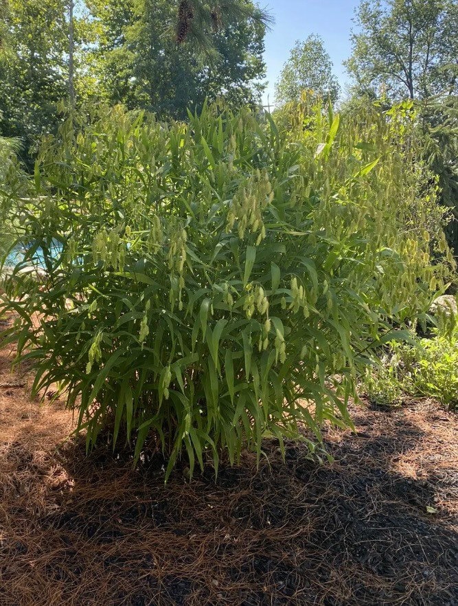 Northern Sea Oat Grass 150 Seeds NJ USA River Oat Chasmanthium ...