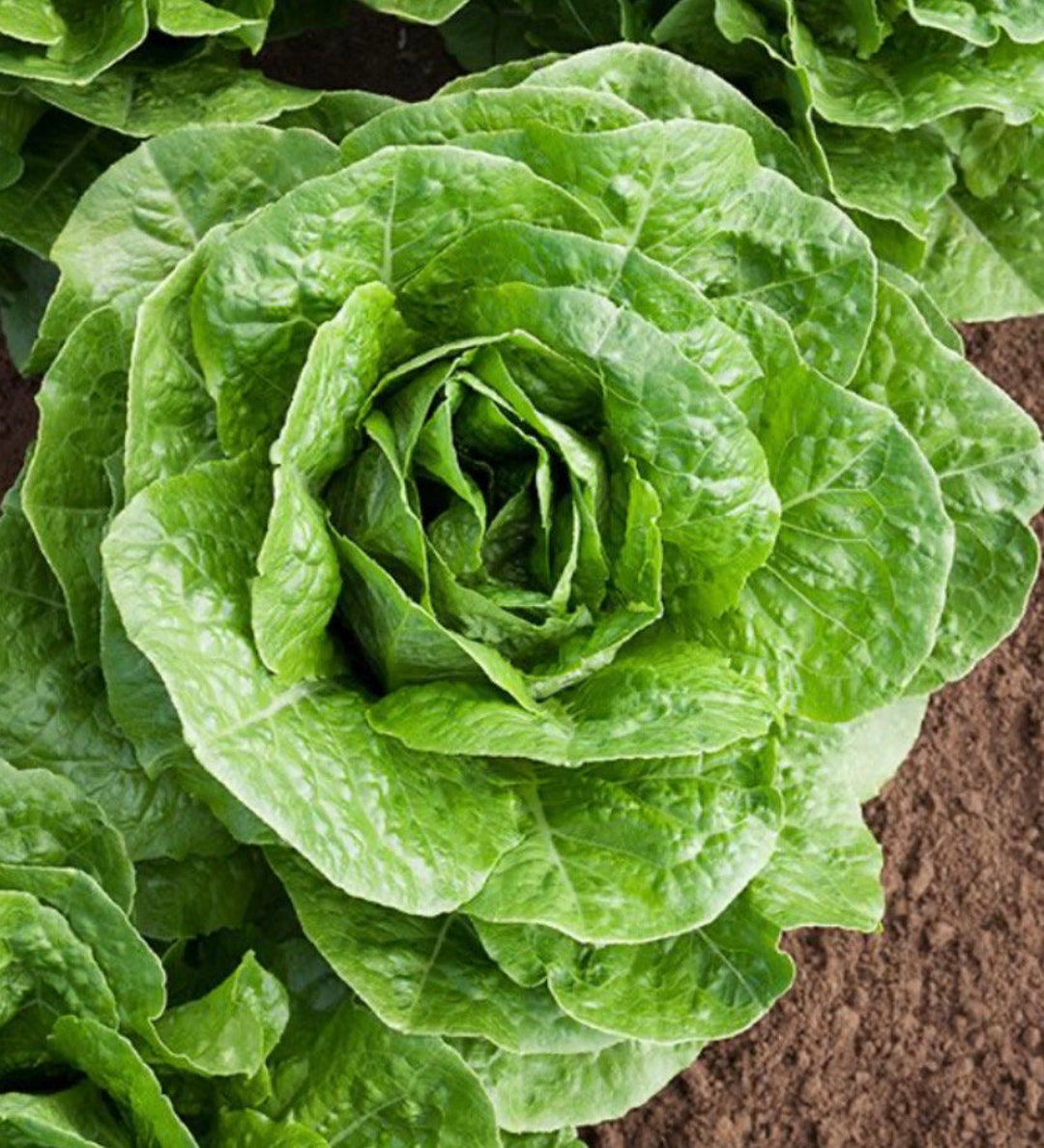 Lettuce Parris Con Island Romaine Lettuce Seeds NJ Grower USA Heirloom ...