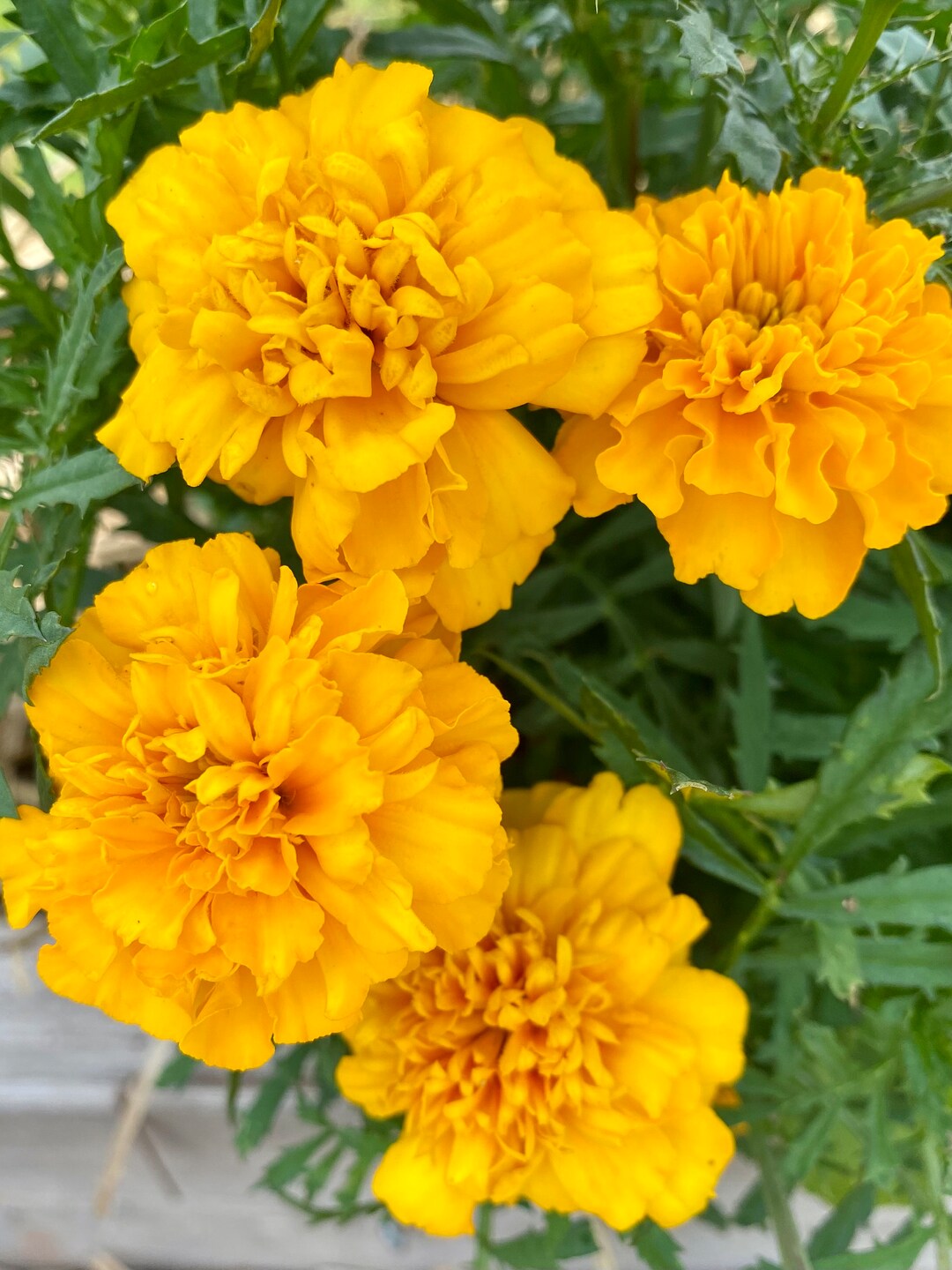Marigold African Supreme Marigold USA Flower Seeds Heirloom NJ Grower ...