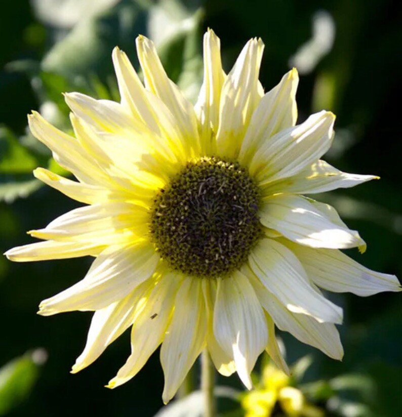 Sunflower Italian White Seeds RARE USA Heirloom NJ Grower See - Etsy