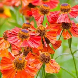 Sneezeweed Autumnale Helenium Seeds Heirloom Organic USA NJ Organic Non ...