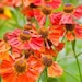 Sneezeweed Autumnale Helenium Seeds Heirloom Organic USA NJ Organic Non ...