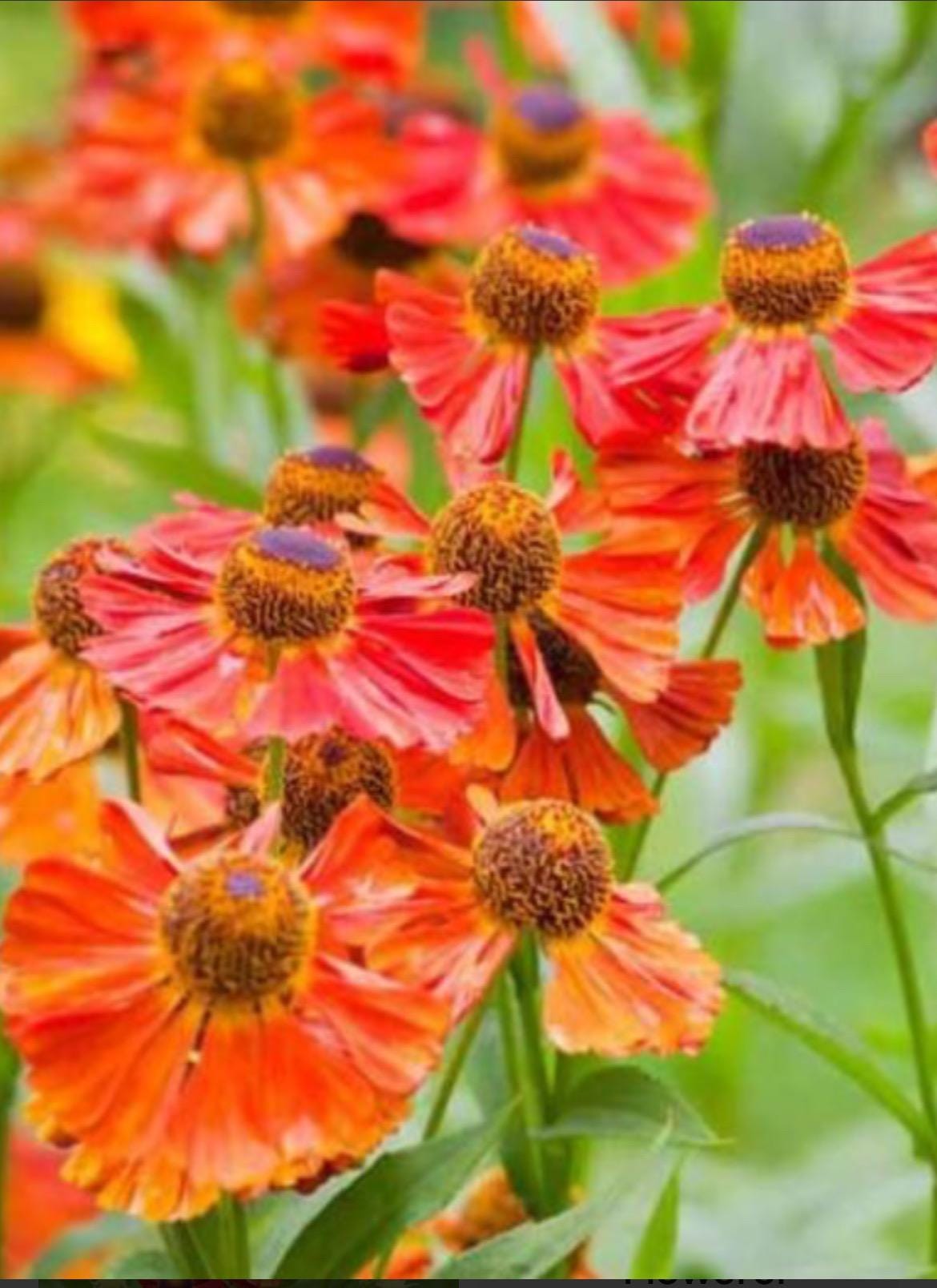 Sneezeweed Autumnale Helenium Seeds Heirloom Organic USA NJ Organic Non ...