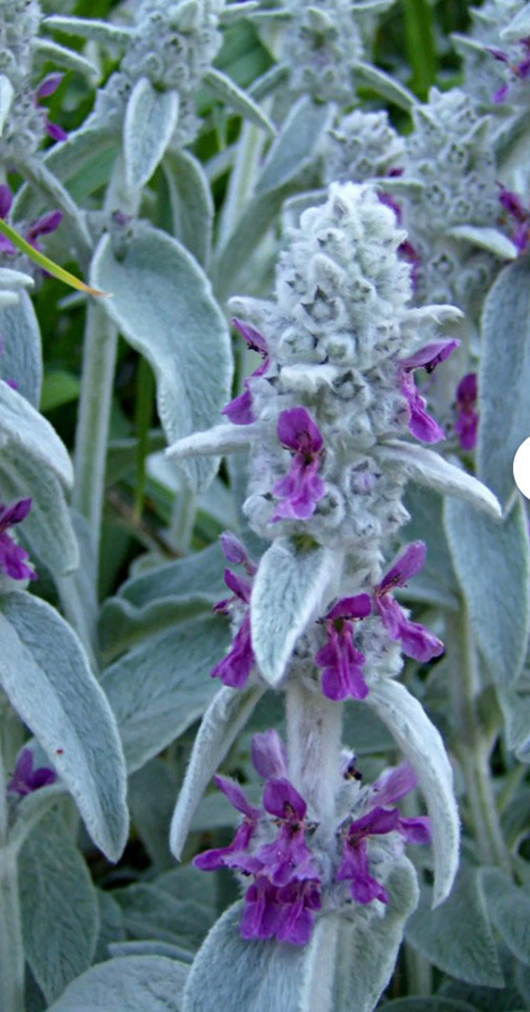 Lambs Ear Stachys Seeds Heirloom USA NJ Seller Check My Store for ...