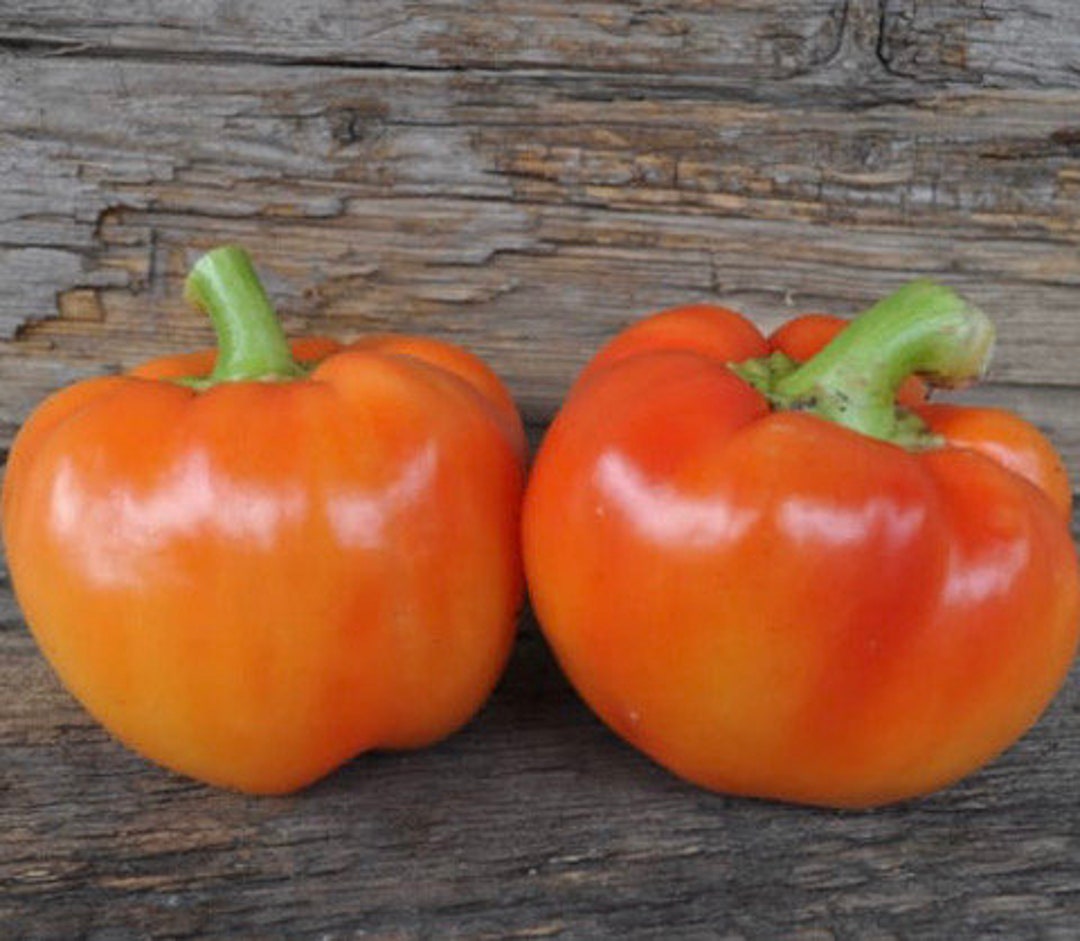 Paprkia Alma Pepper Seeds USA NJ Grower Heirloom Organic NJ Seller ...