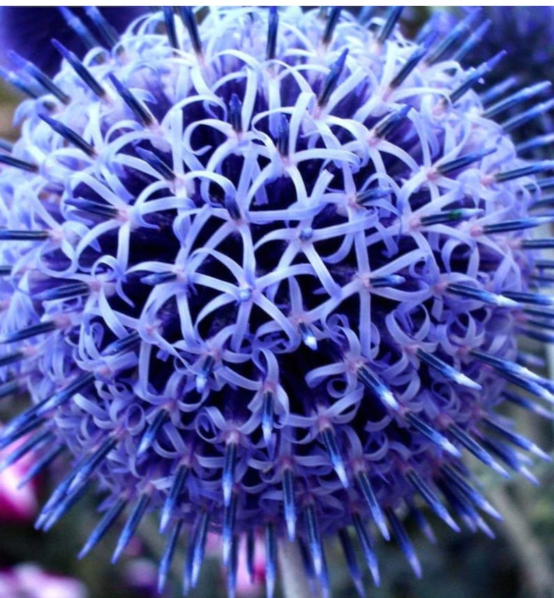 Globe Thistle Blue Seeds Exhinops Ritro Heirloom USA NJ Grower See My ...