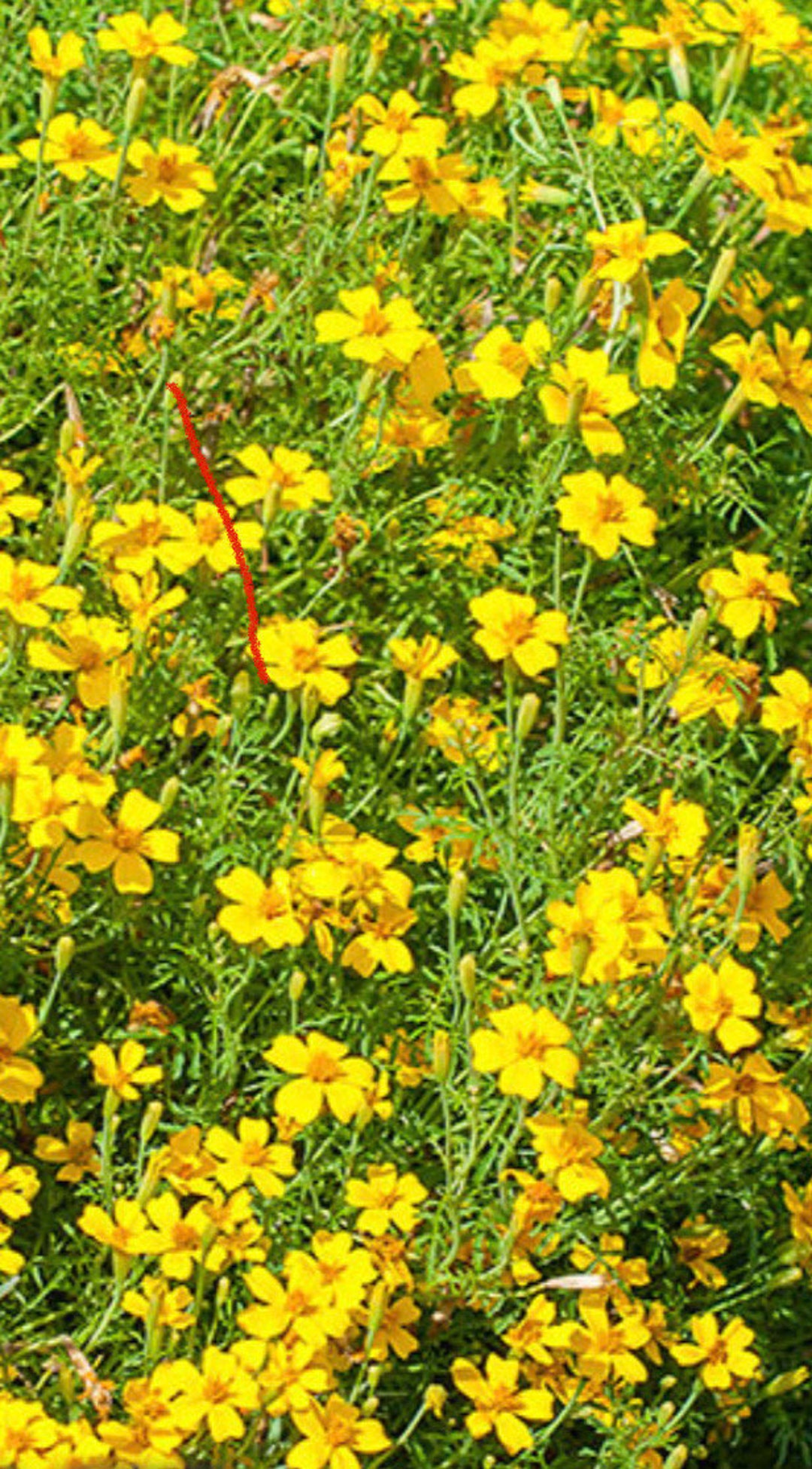 Marigold Lemon Gem Marigold Seeds Heirloom NJ Grower See My Store for ...