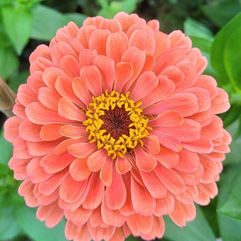 Rare Zinnia Seeds - Etsy