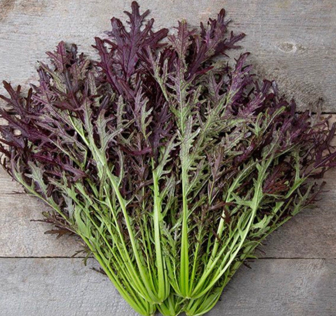 Lettuce Japanese Mizuna Red Streak Mustard Seeds NJ Grower USA Heirloom ...